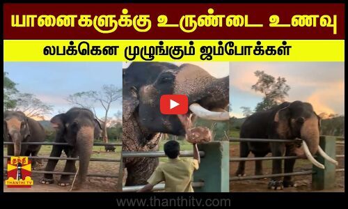 யானைகளுக்கு உருண்டை உணவு - லபக்கென முழுங்கும் ஜம்போக்கள் | Pellets for ...